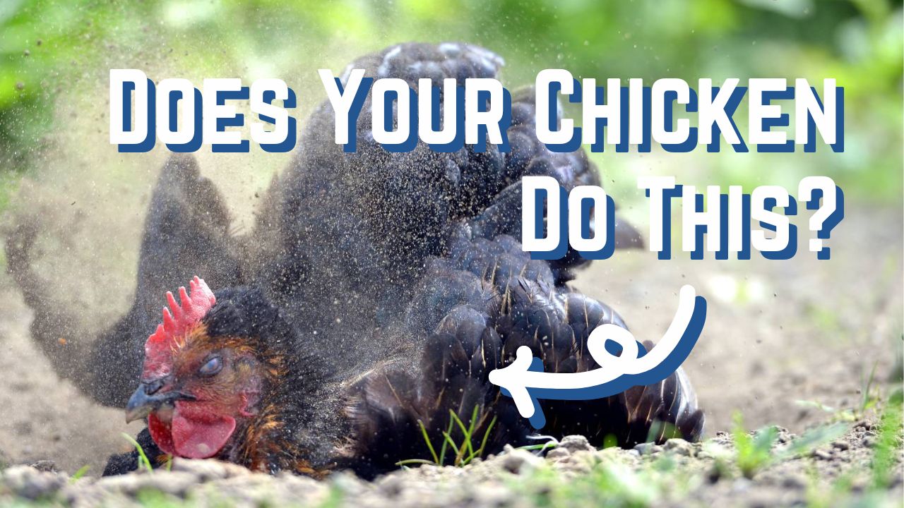 Dust Bathing – Videos – Mother Earth News